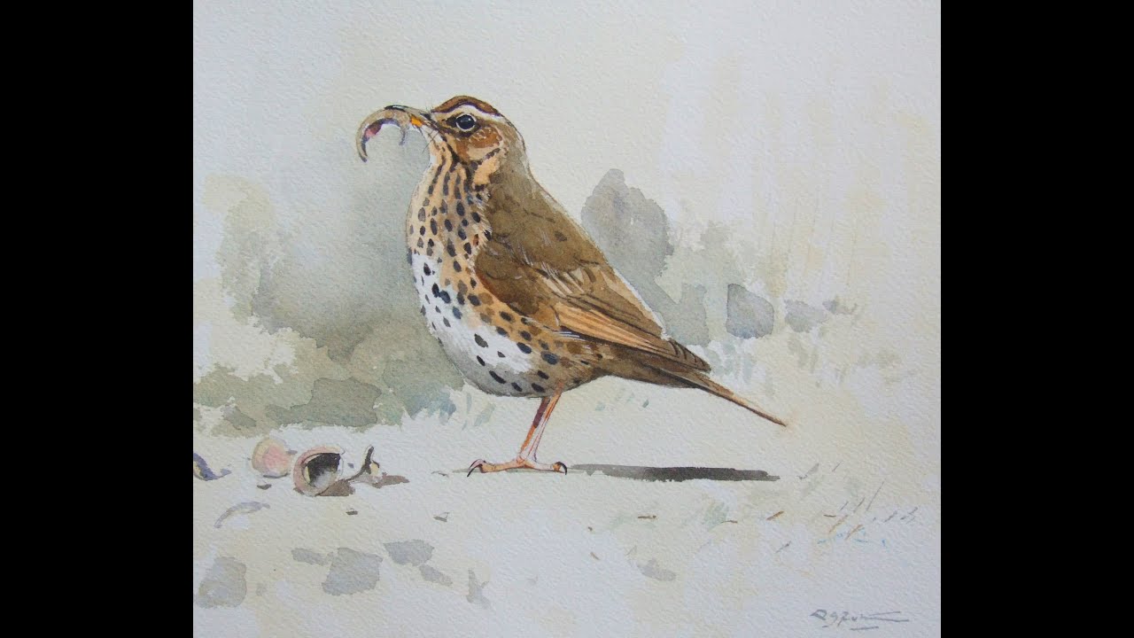 Demo Painting Of A Thrush With Snail | Wildlife and Animal Artist