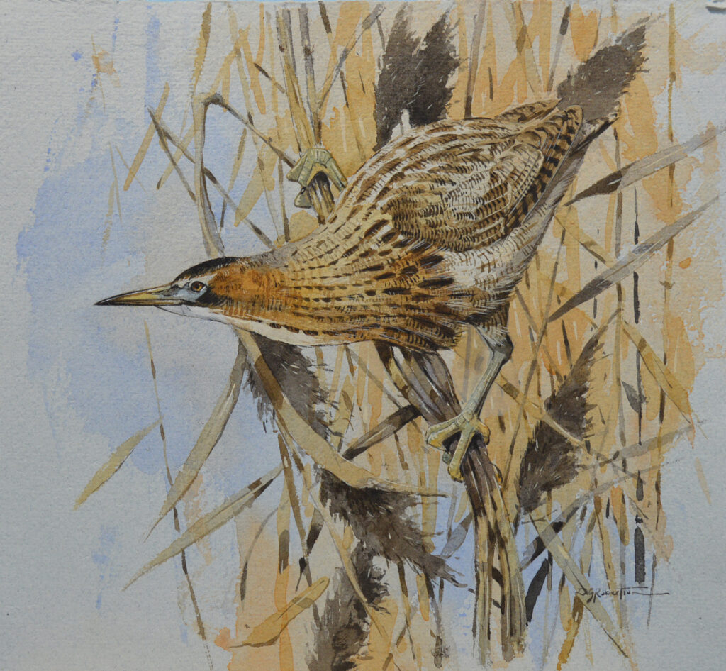 Bittern In The Reeds | Wildlife and Animal Artist