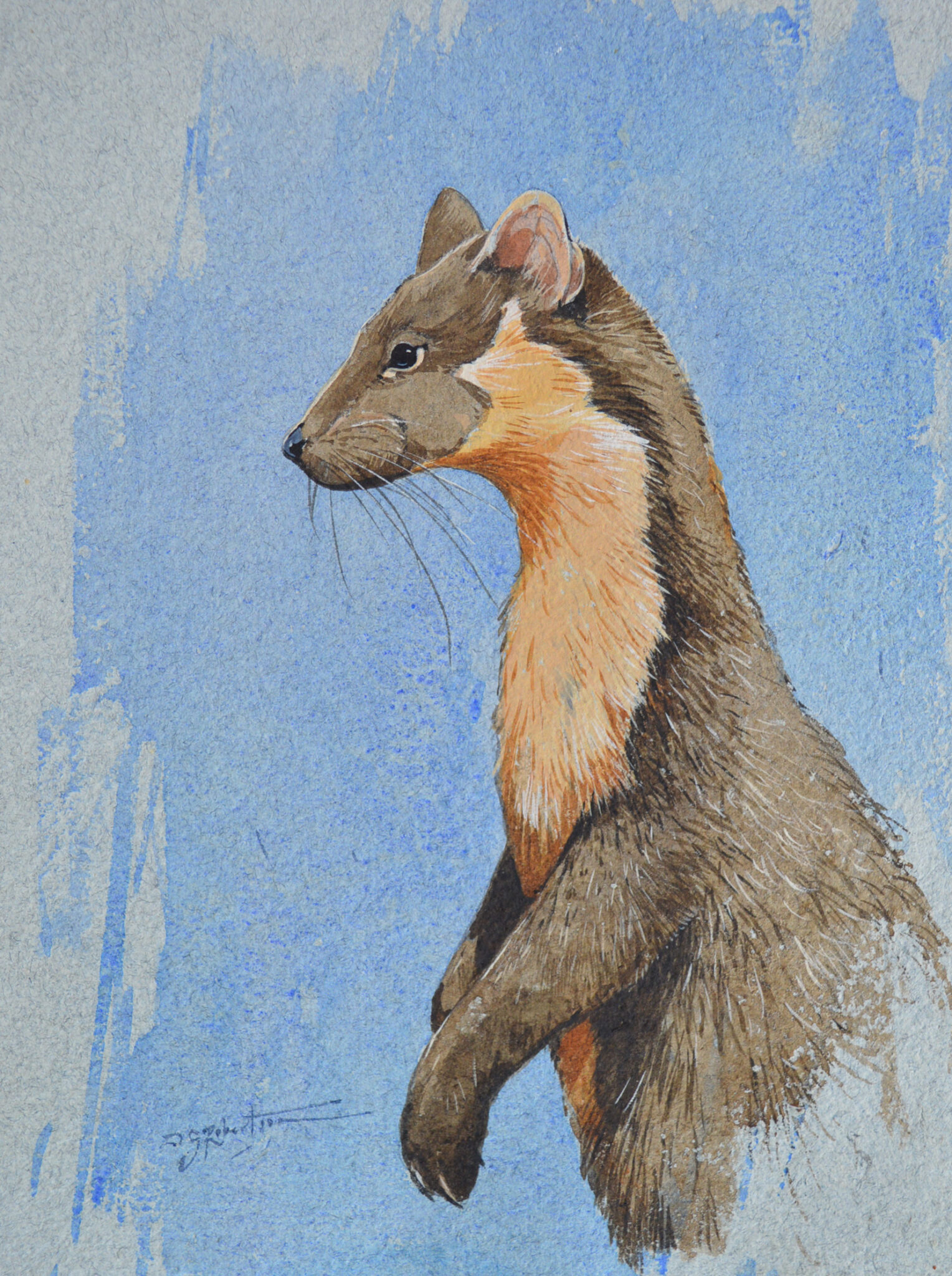 Pine Marten Portrait | Wildlife and Animal Artist