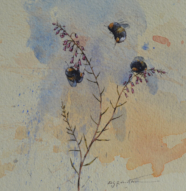 Bees And Ling Heather | Wildlife and Animal Artist